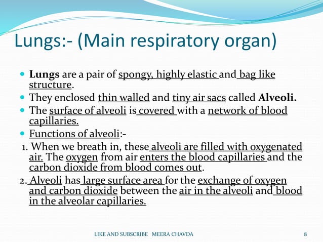 Respiration in humans grade 7 notes | PPTX