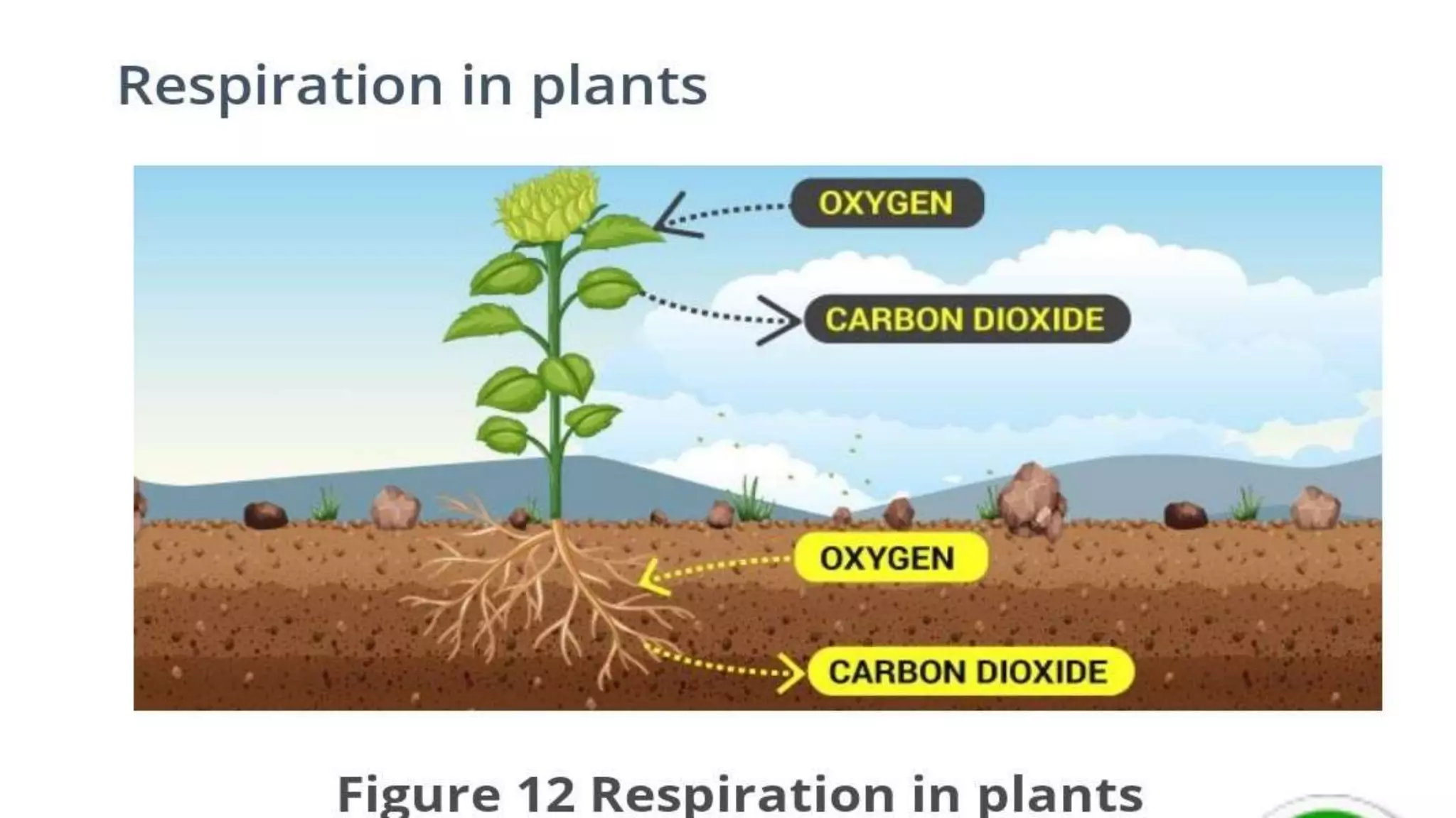 Respiration in living organisms CLASS 7 | PPTX