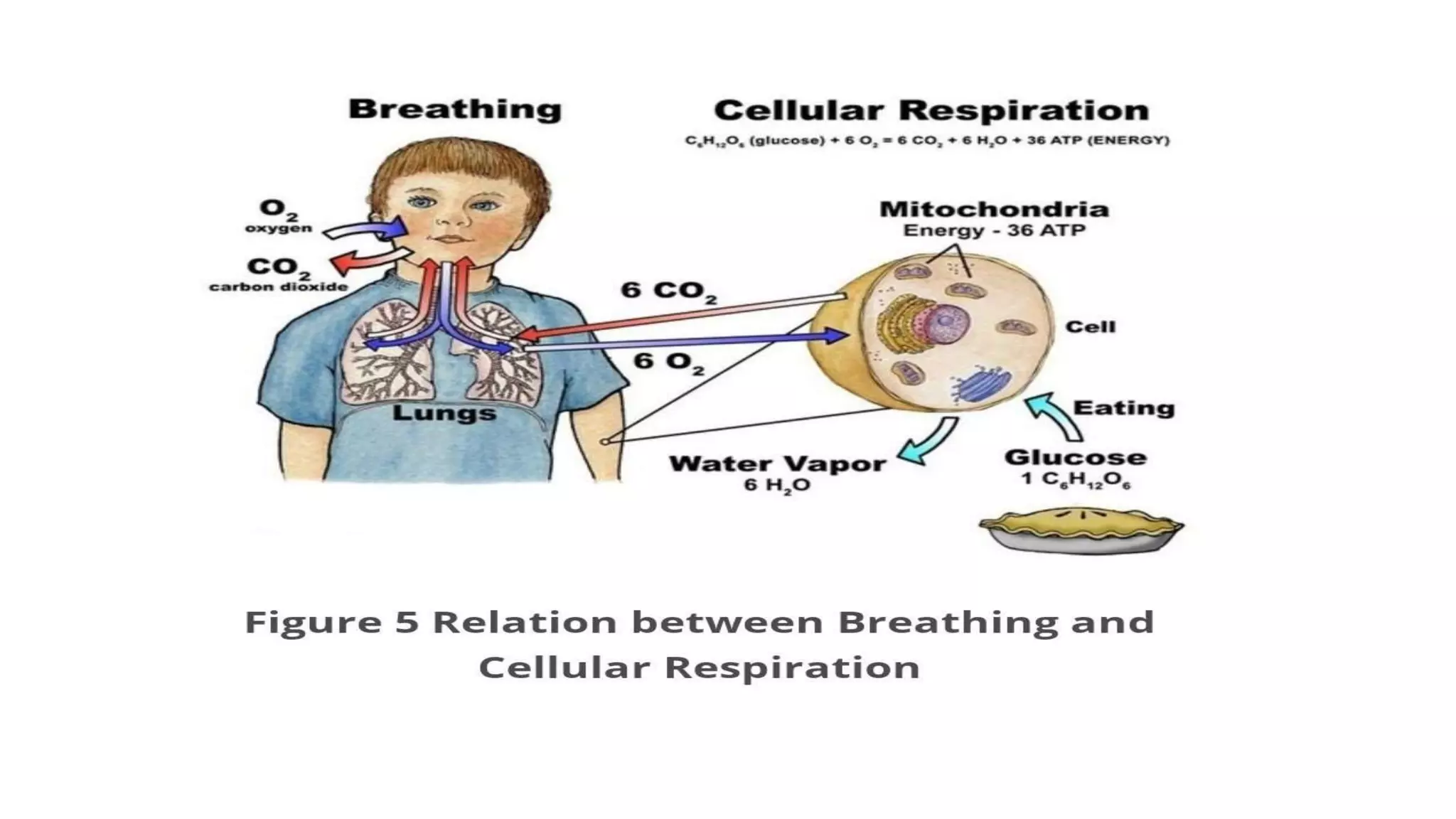 Respiration in living organisms CLASS 7 | PPTX