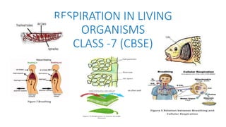 Respiration in living organisms CLASS 7 | PPTX