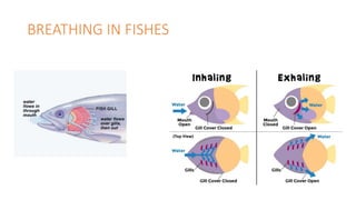 Respiration in living organisms CLASS 7 | PPTX