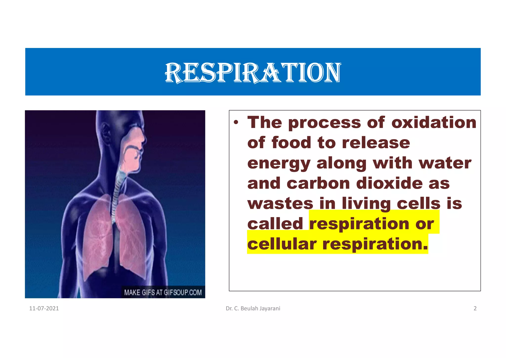 Respiration in man | PPT