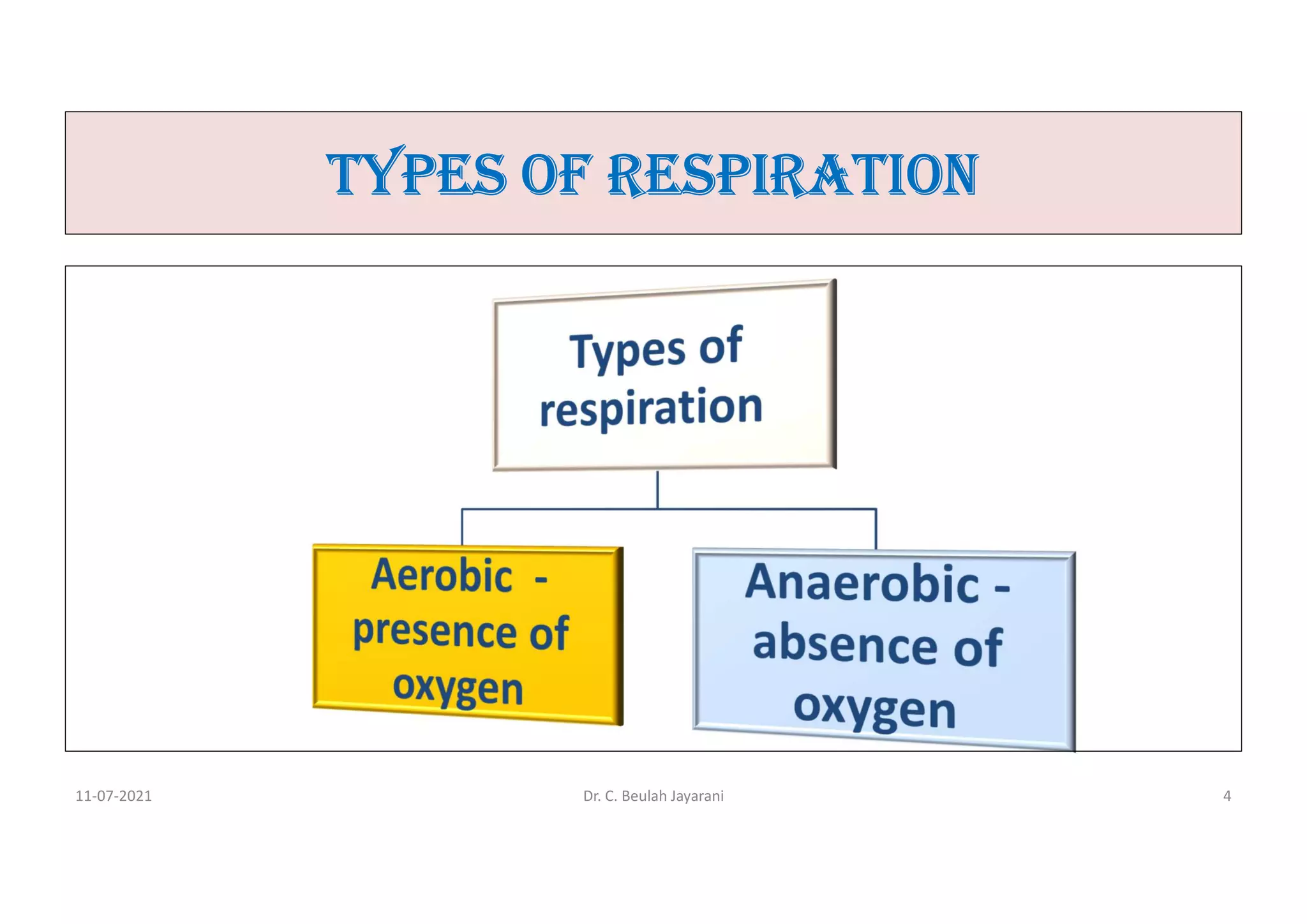 Respiration in man | PPT