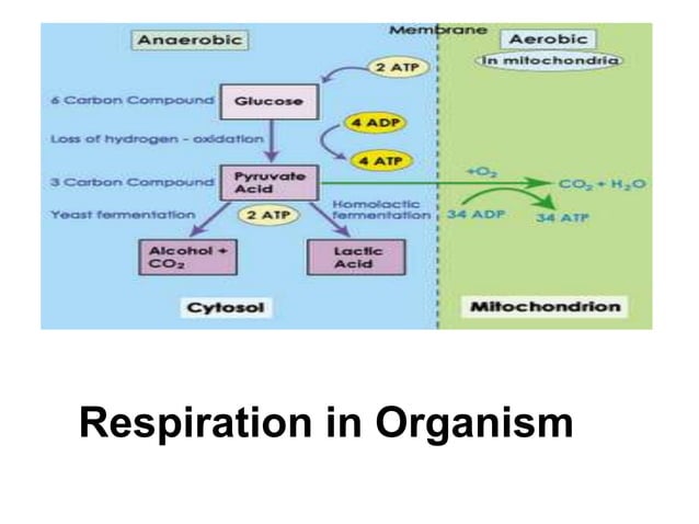 Respiration in organism | PPTX | Lung and Respiratory Health | Diseases ...