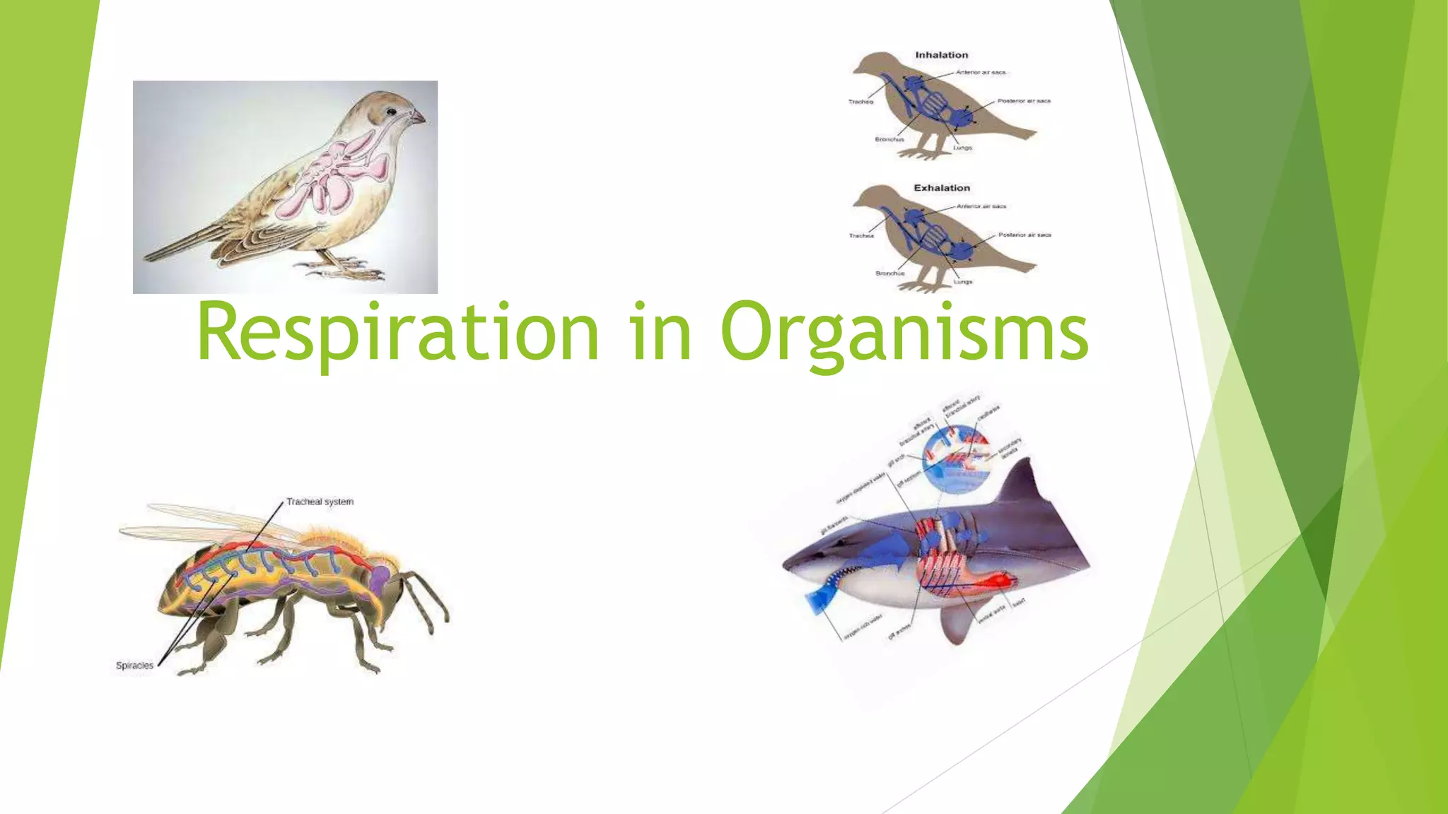Respiration in organisms | PPT