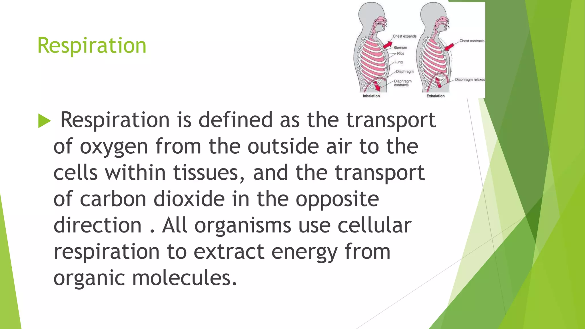 Respiration in organisms | PPT