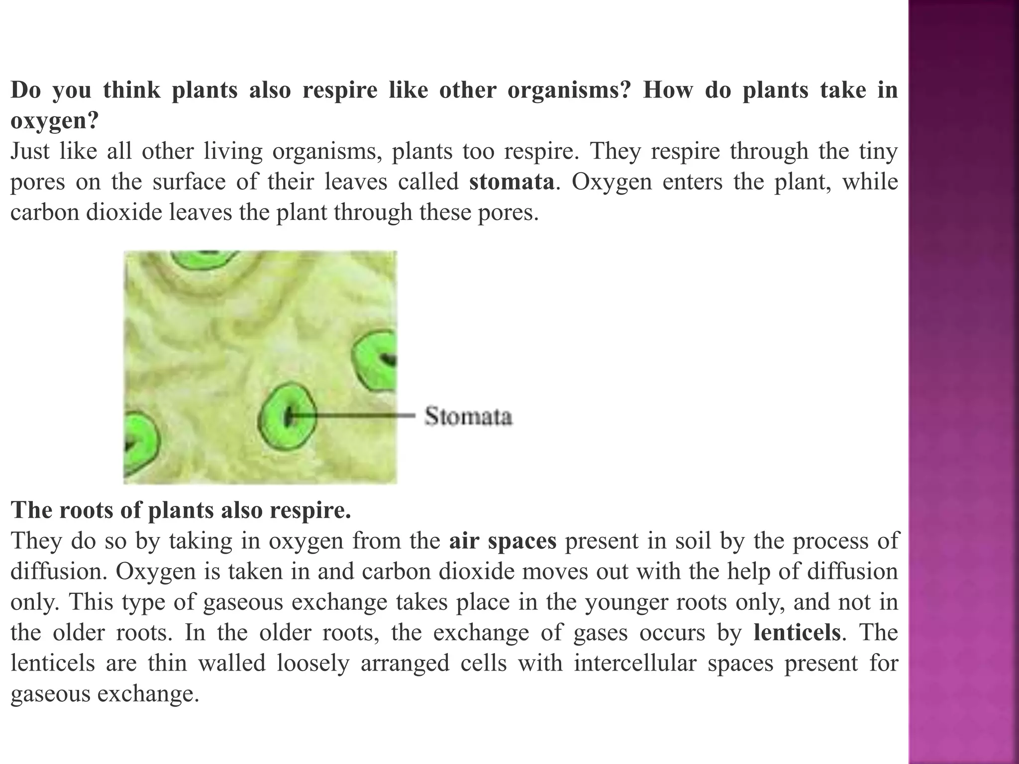 Respiration in organisms | PPTX