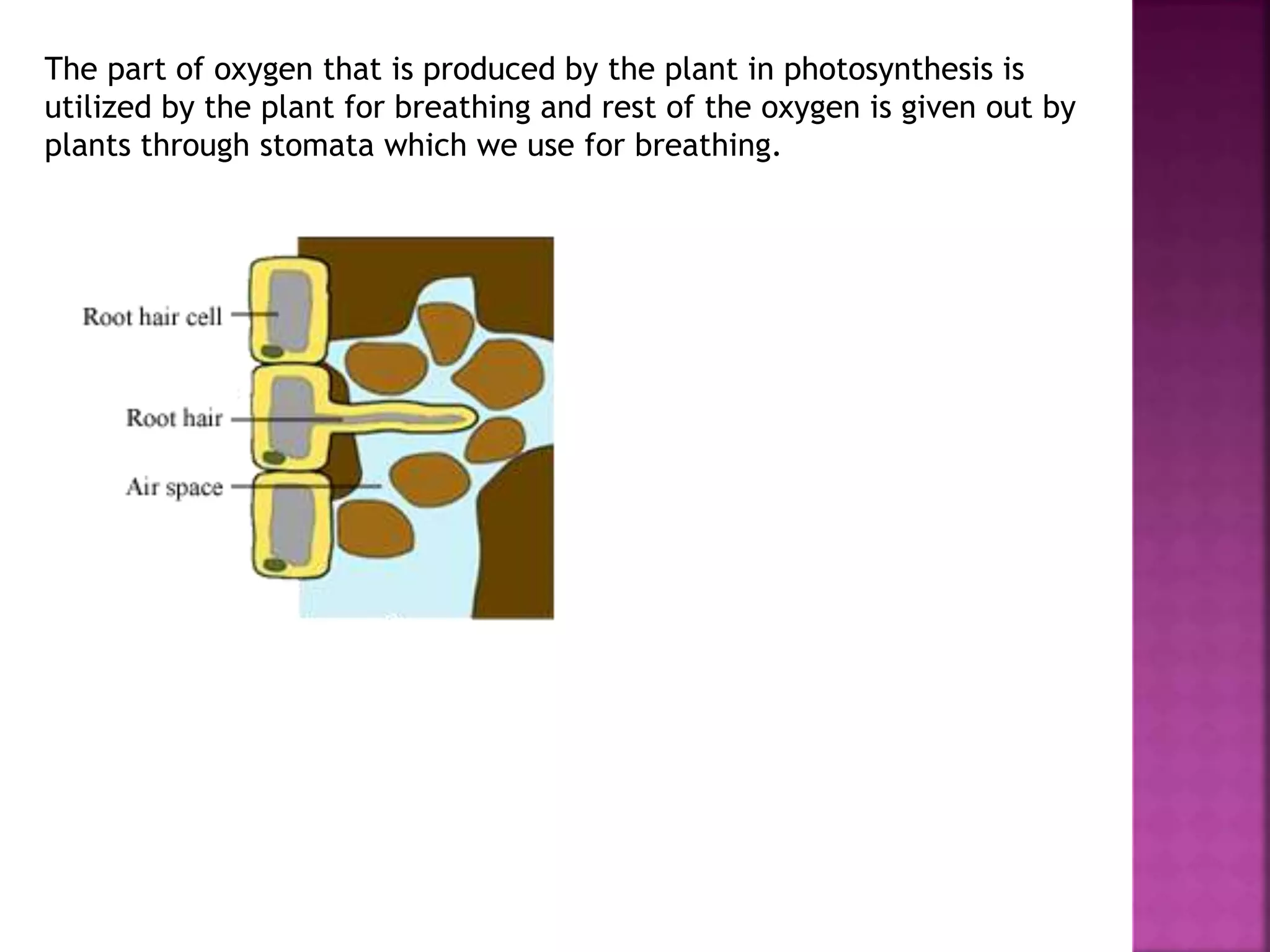 Respiration in organisms | PPTX