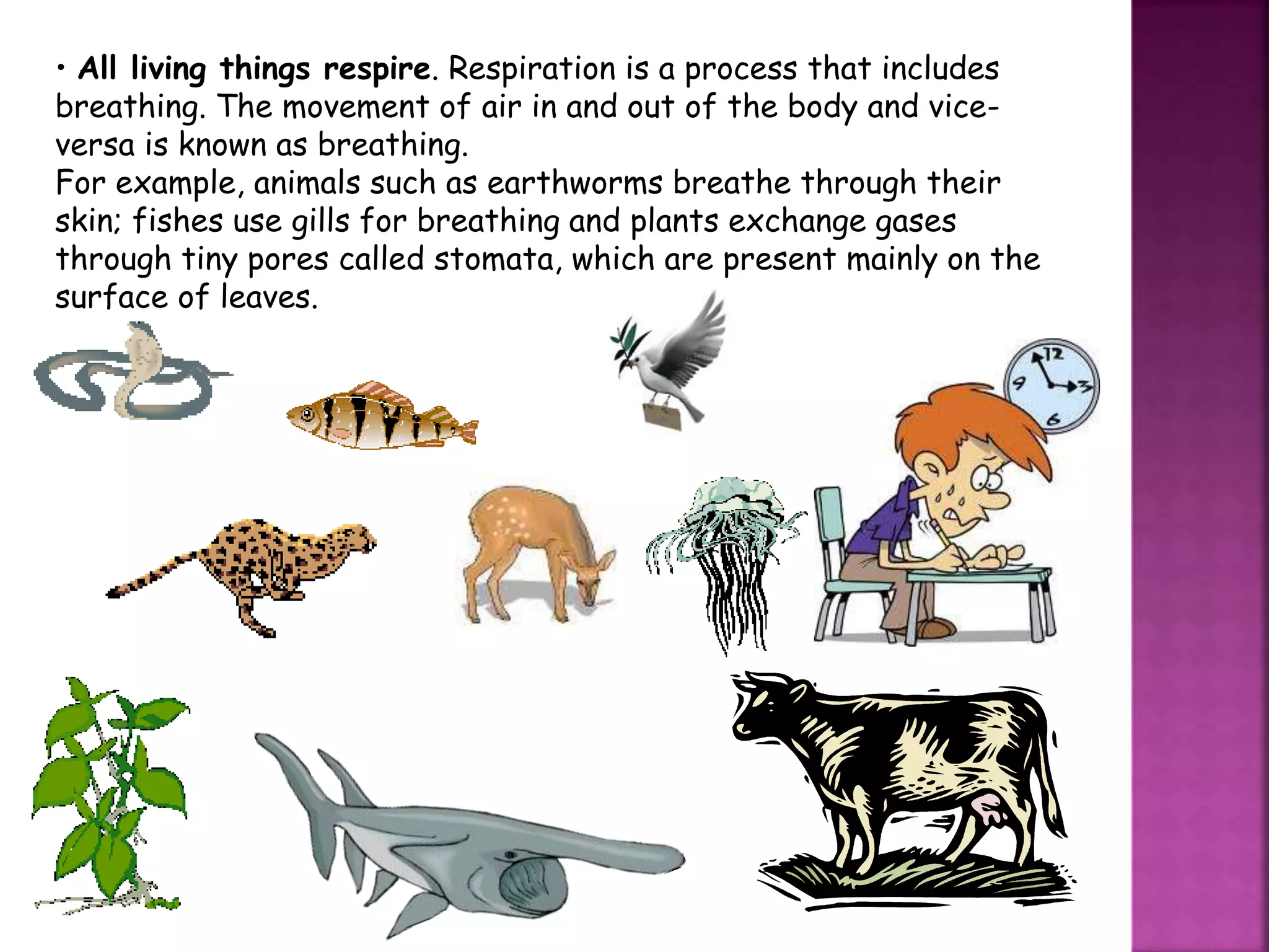 Respiration in organisms | PPTX