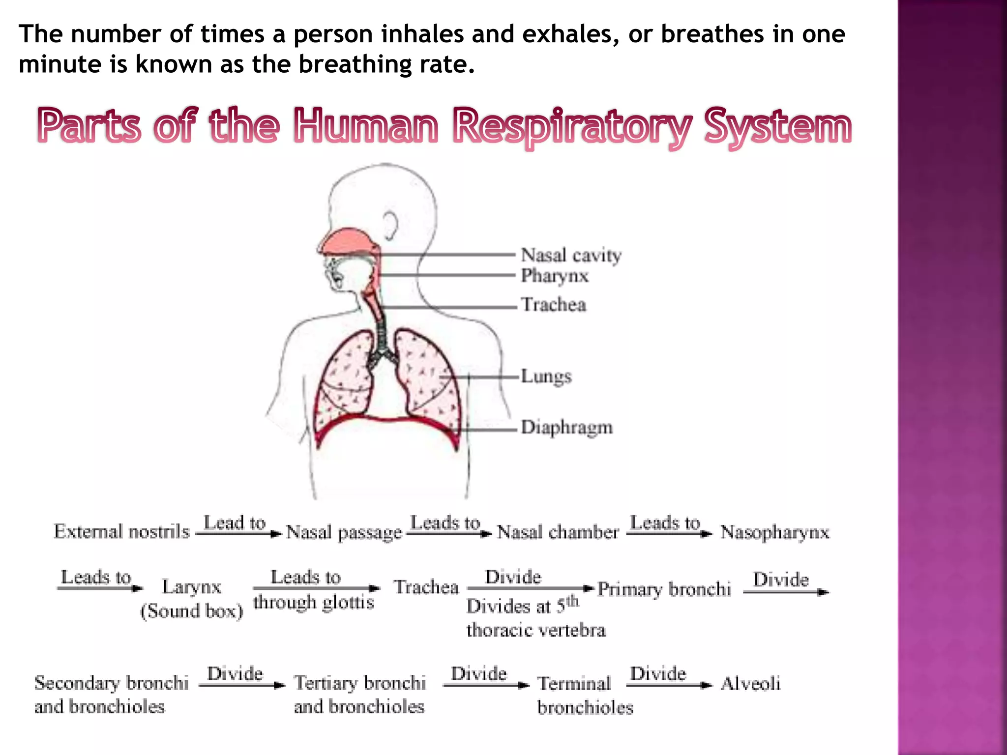 Respiration in organisms | PPTX