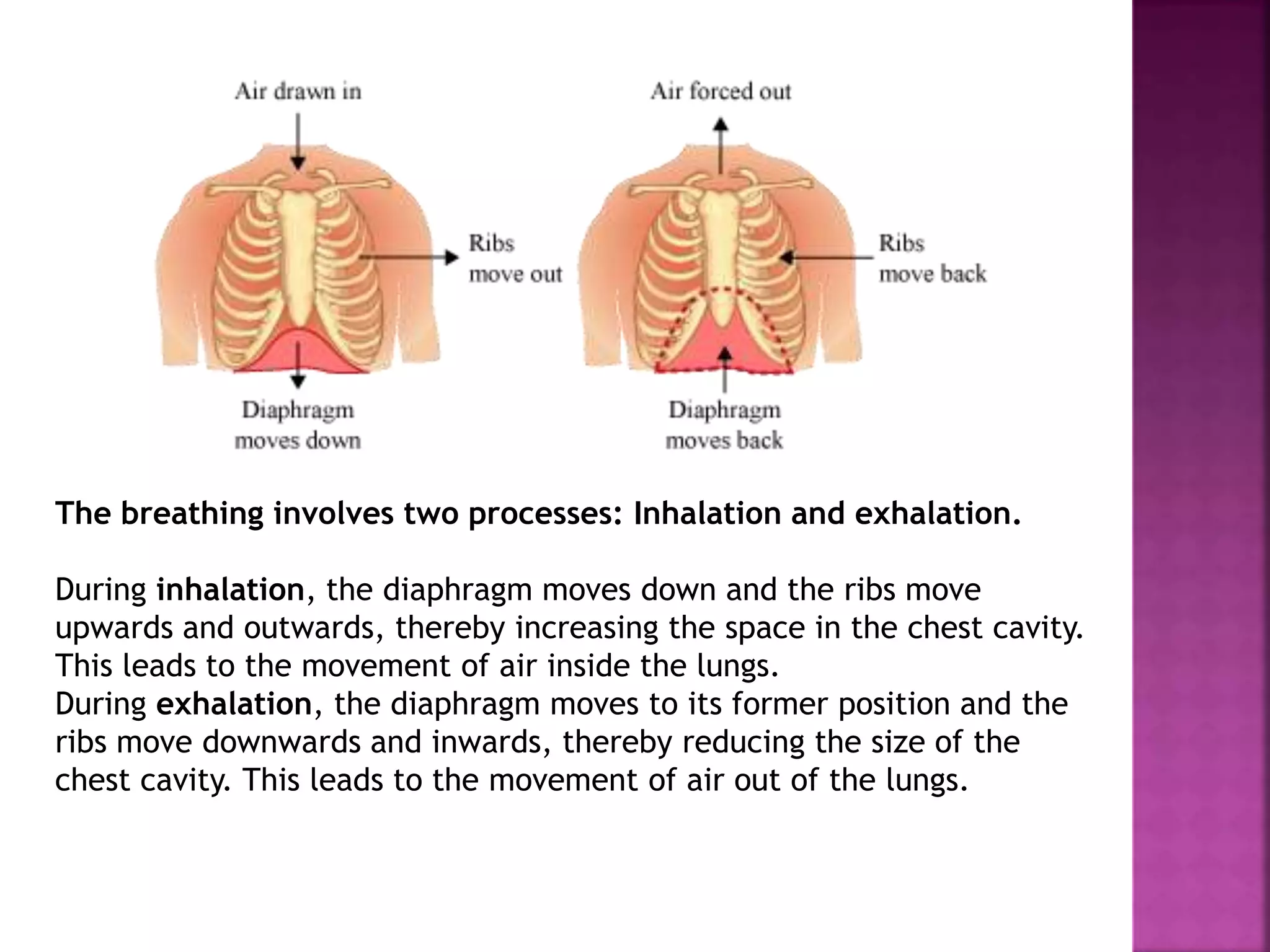 Respiration in organisms | PPTX