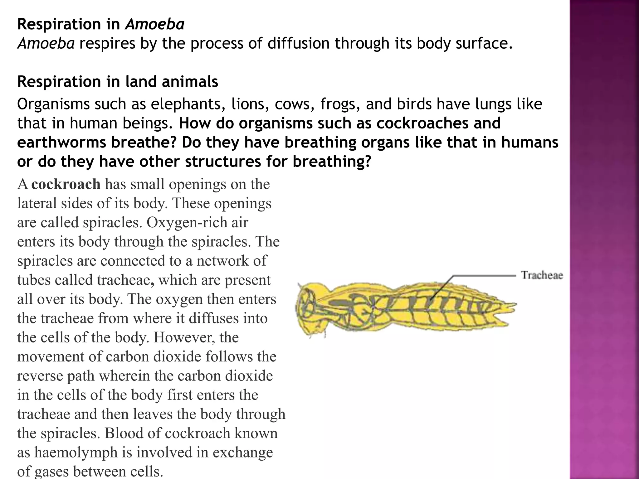 Respiration in organisms | PPTX