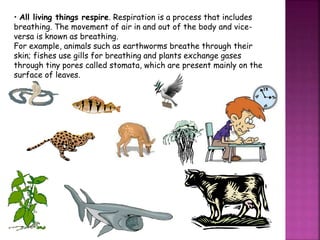 Respiration in organisms | PPTX