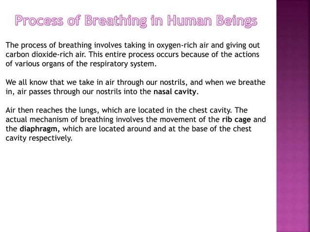 Respiration in organisms | PPTX | Lung and Respiratory Health ...