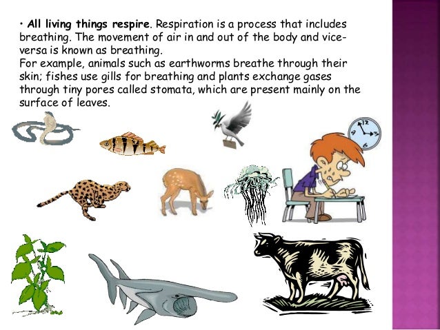 Respiration in organisms
