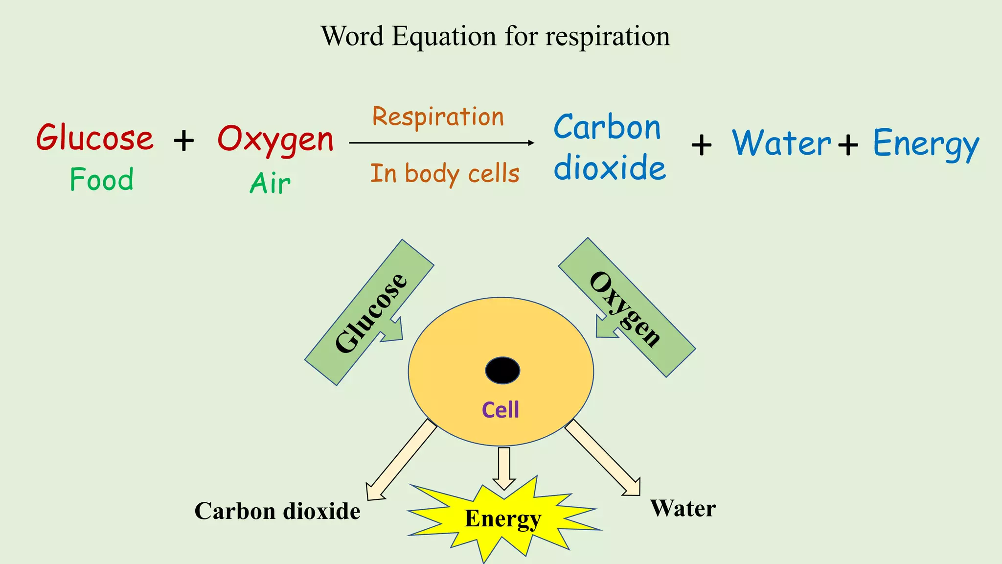 Respiration in Organisms Part 1.pdf