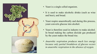 Respiration in Organisms Part 1.pdf
