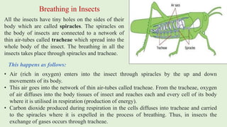 Respiration in Organisms Part 411111111111111111111.pdf