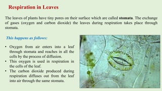 Respiration in Organisms Part 411111111111111111111.pdf