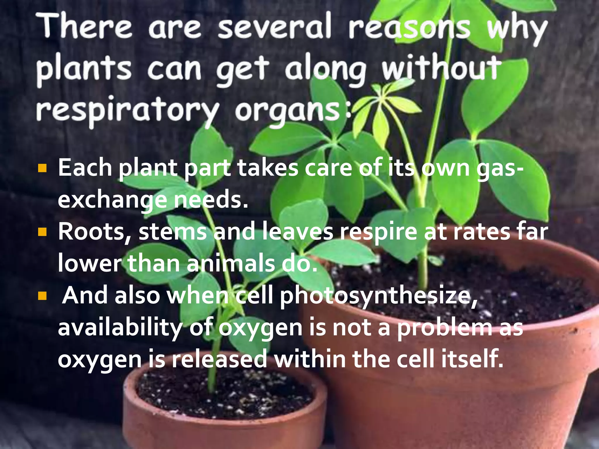 Respiration in plants (Do plants breathe and Glycolysis) | PPTX