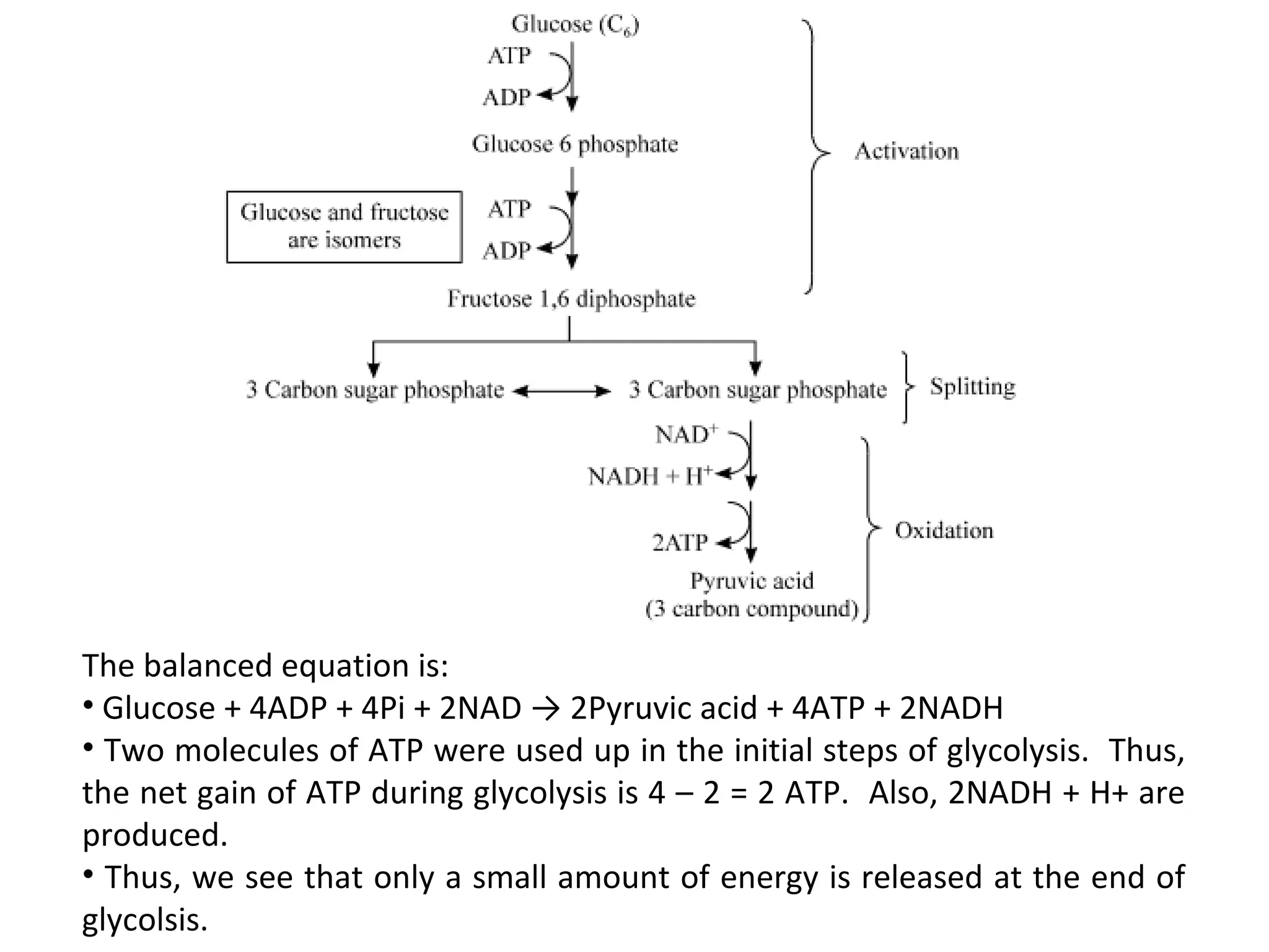 Respiration in plants | PPT