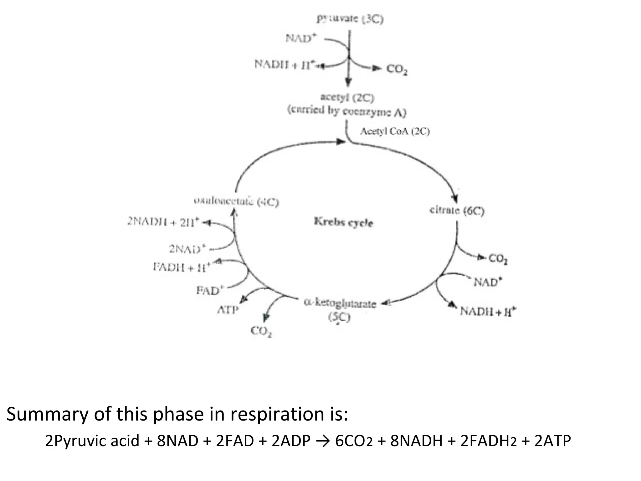 Respiration in plants | PPT