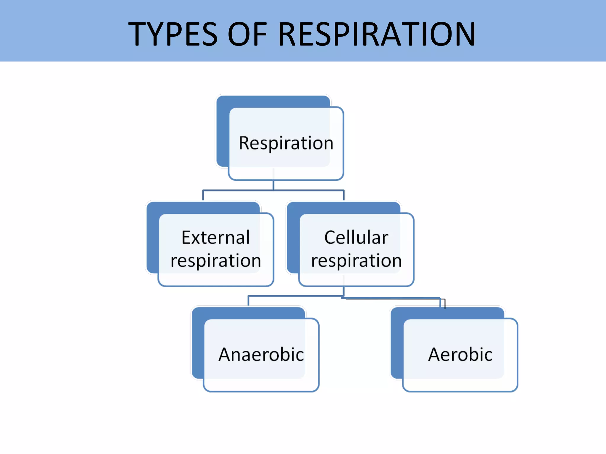 Respiration in plants | PPT