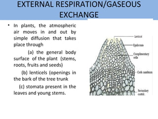 Respiration in plants | PPT