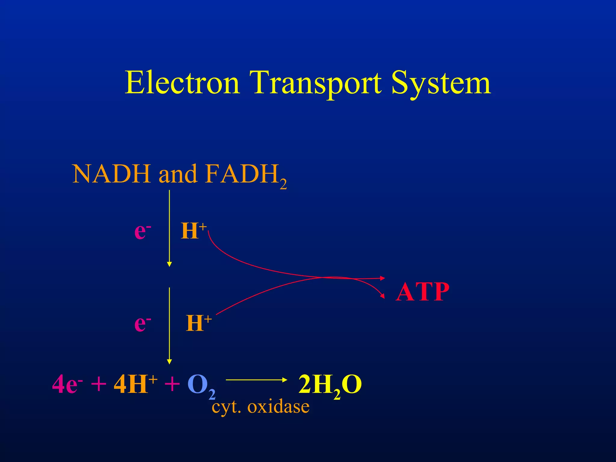 Respiration in plants | PPT