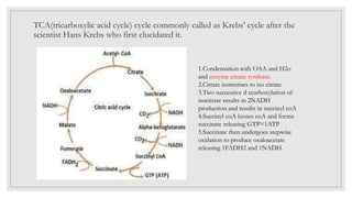 Respiration in plants | PPTX