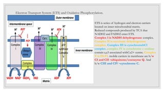 Respiration in plants | PPTX