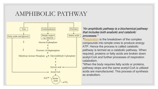 Respiration in plants | PPTX