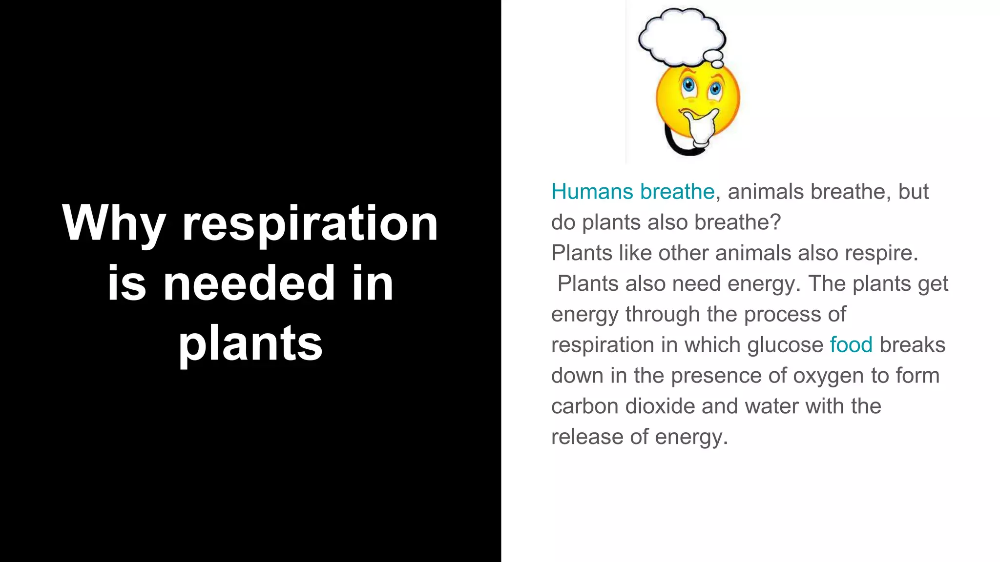 Respiration in plants | PPTX