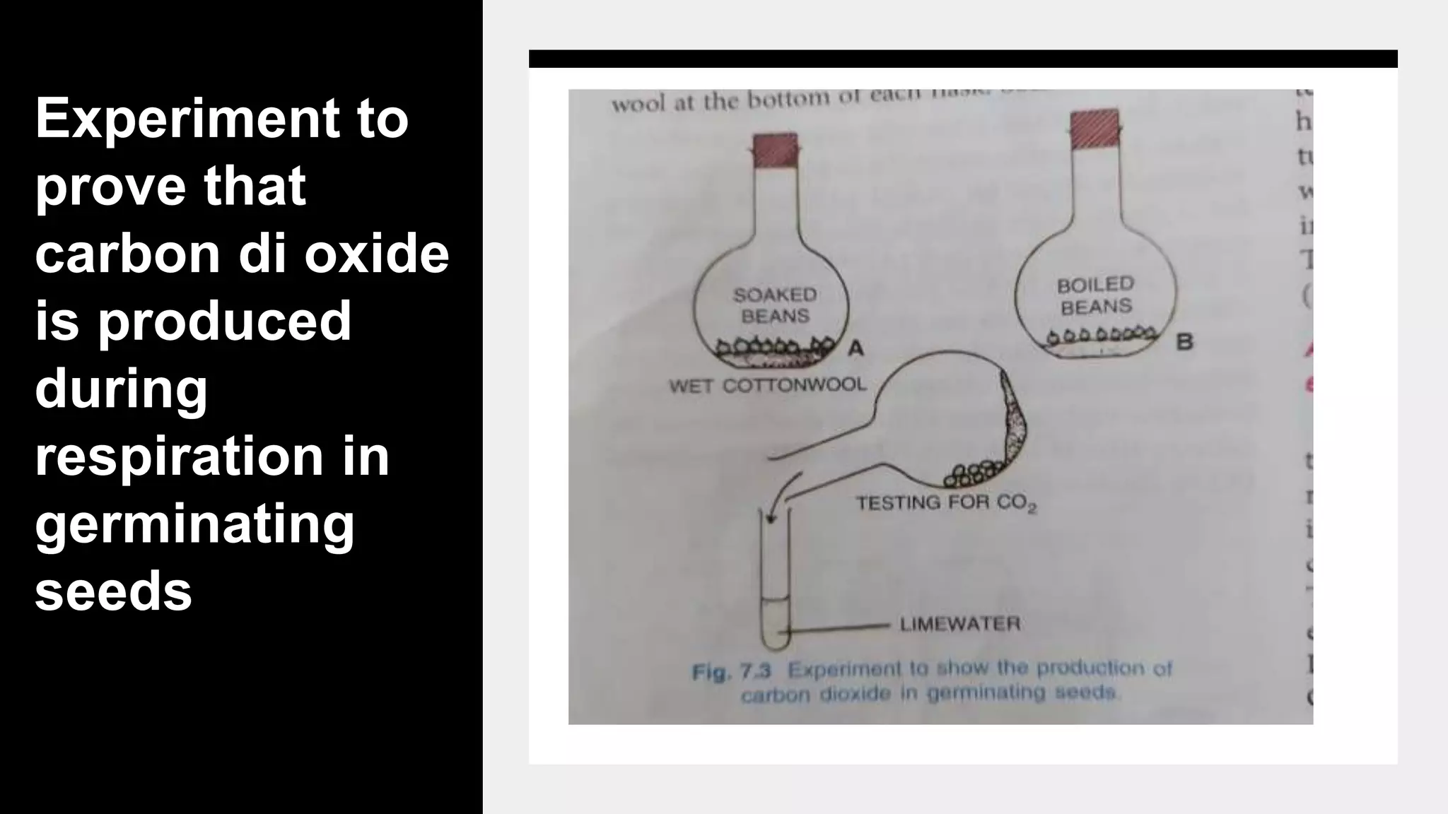 Respiration in plants | PPTX