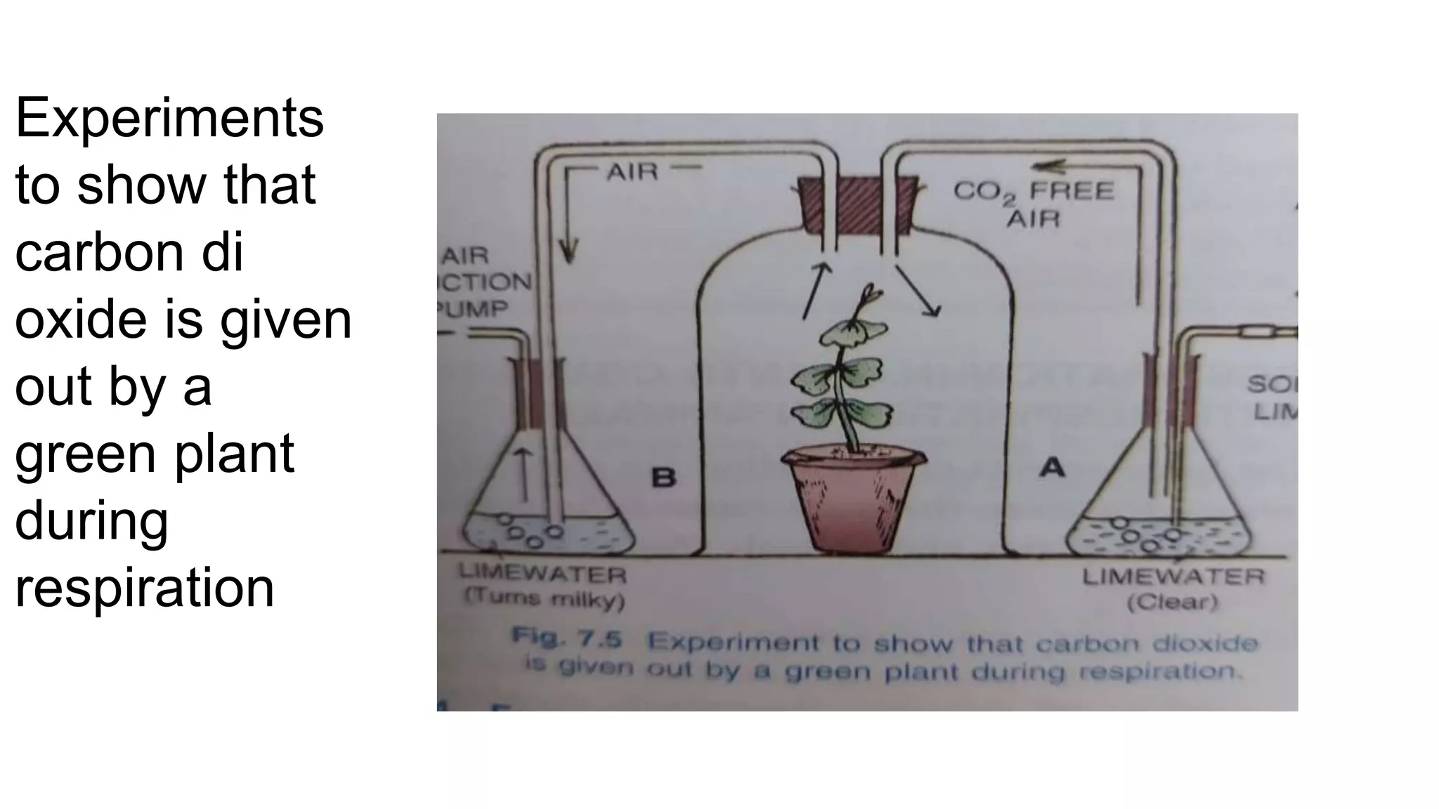 Respiration in plants | PPTX