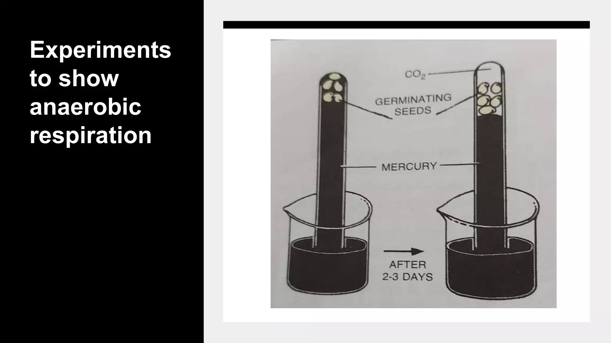 Respiration in plants | PPTX