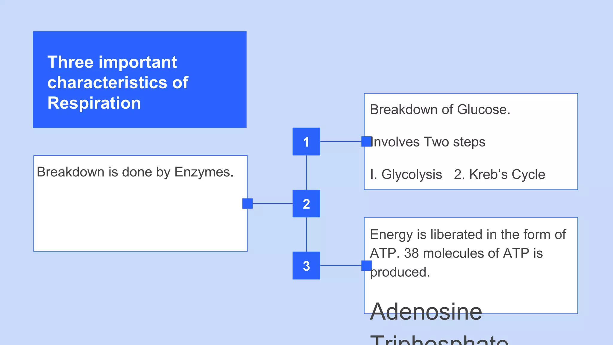 Respiration in plants | PPTX