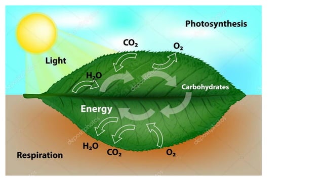 Respiration in plants | PDF