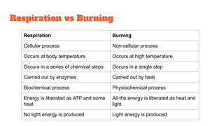 Respiration in plants | PDF