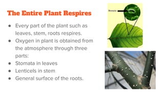 Respiration in plants | PDF