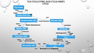 Respiration in plants [Autosaved].pptx