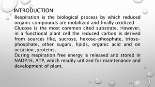 Respiration in plants [Autosaved].pptx