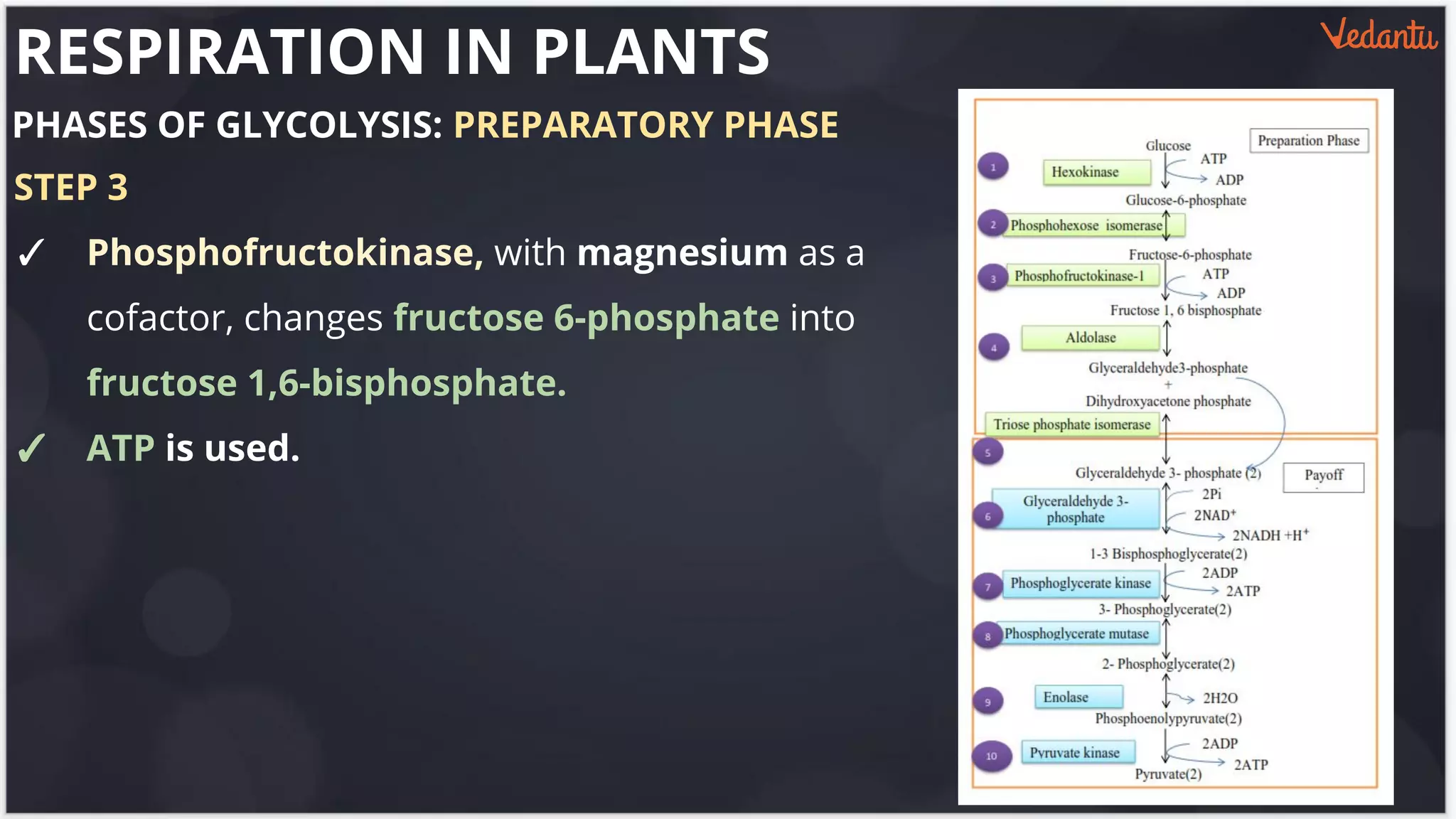 Respiration+in+Plants+Master+Copy.pdf