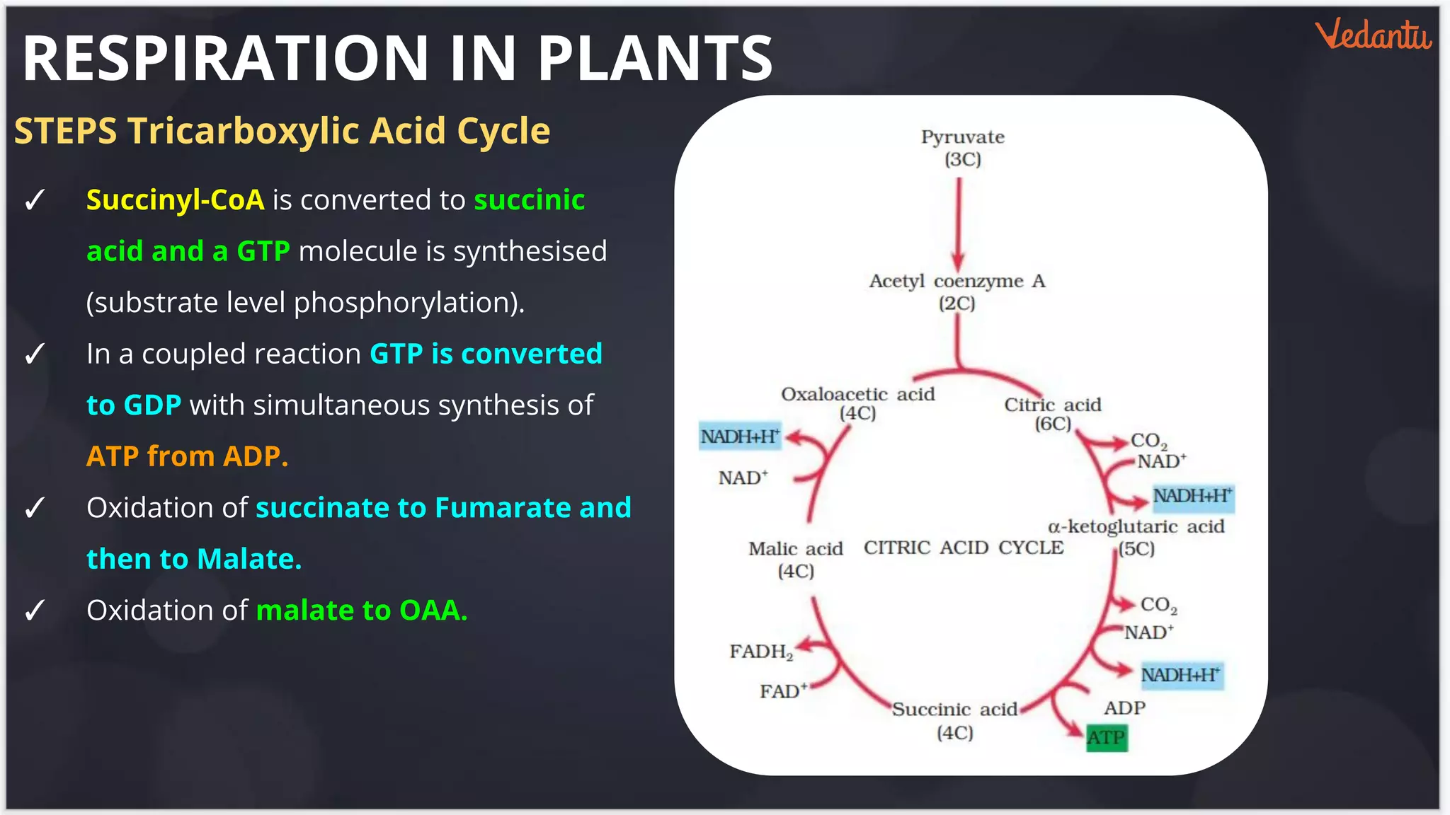 Respiration+in+Plants+Master+Copy.pdf