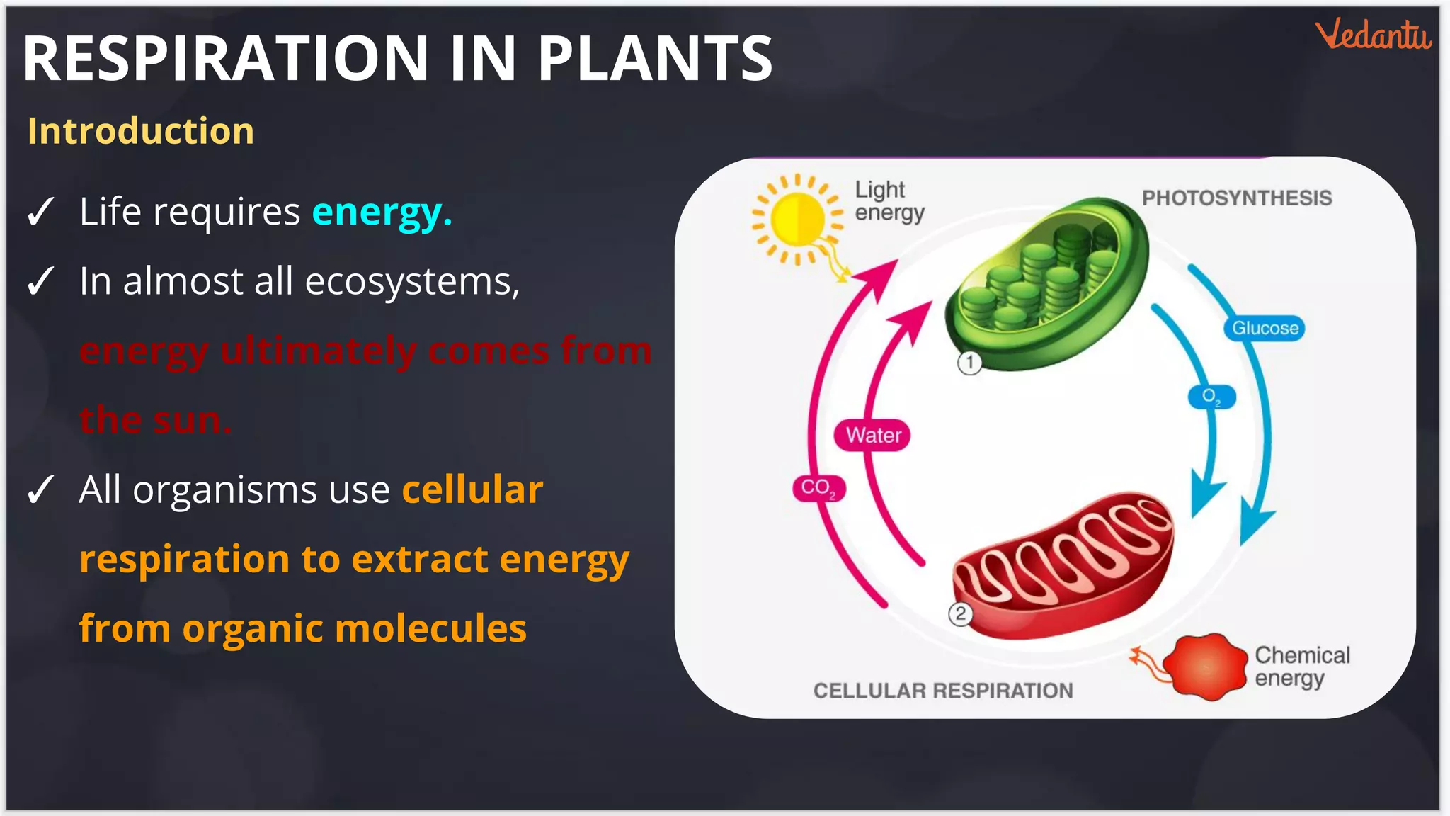 Respiration+in+Plants+Master+Copy.pdf