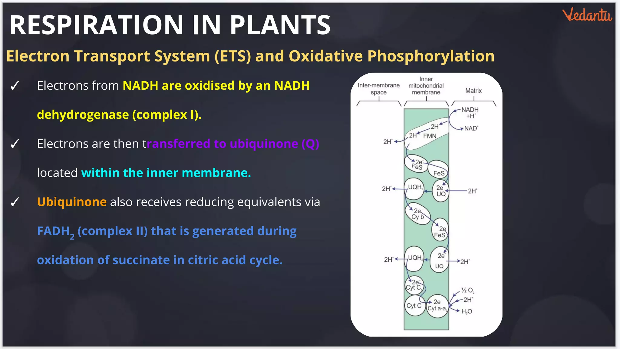 Respiration+in+Plants+Master+Copy.pdf