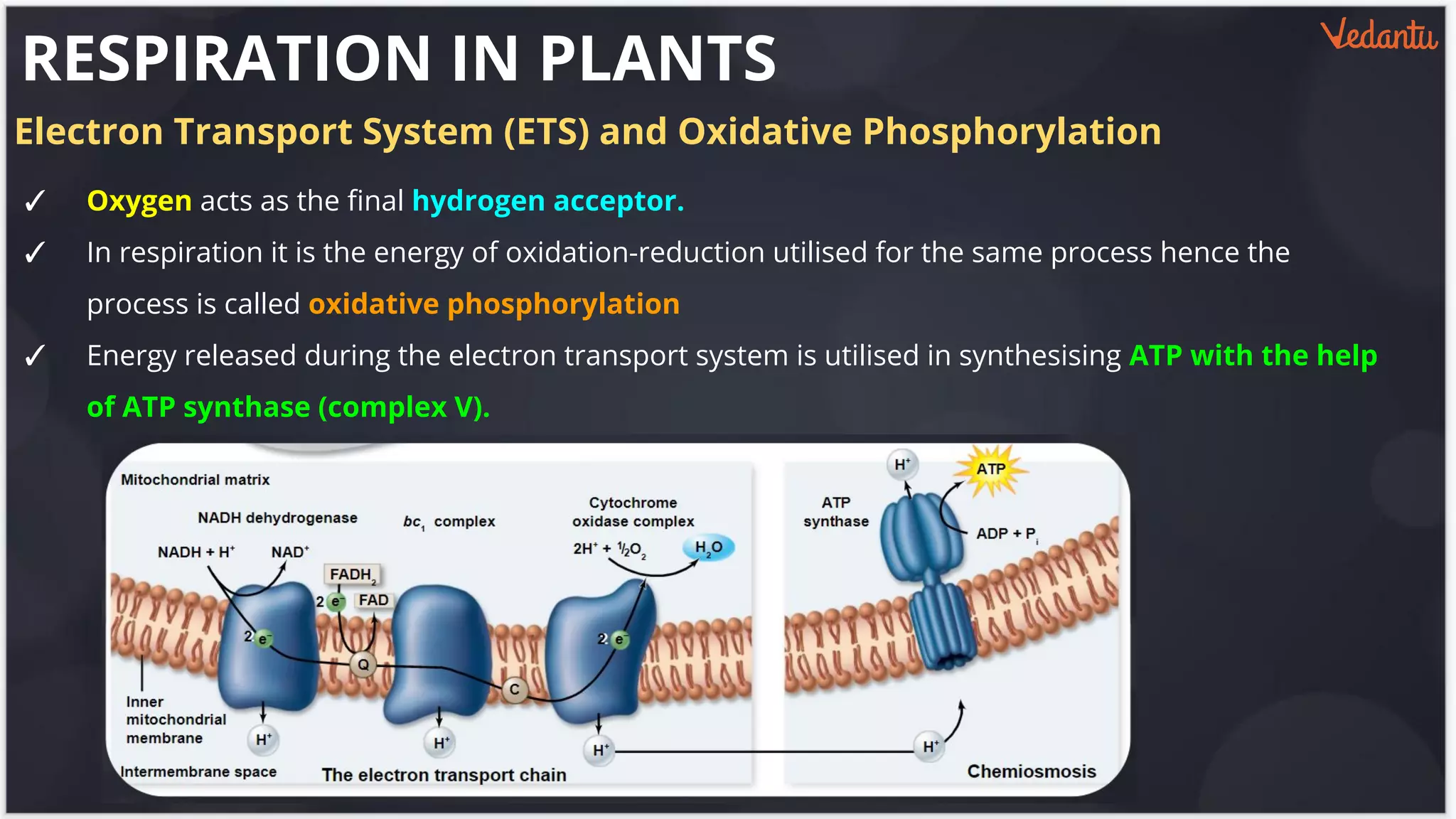 Respiration+in+Plants+Master+Copy.pdf
