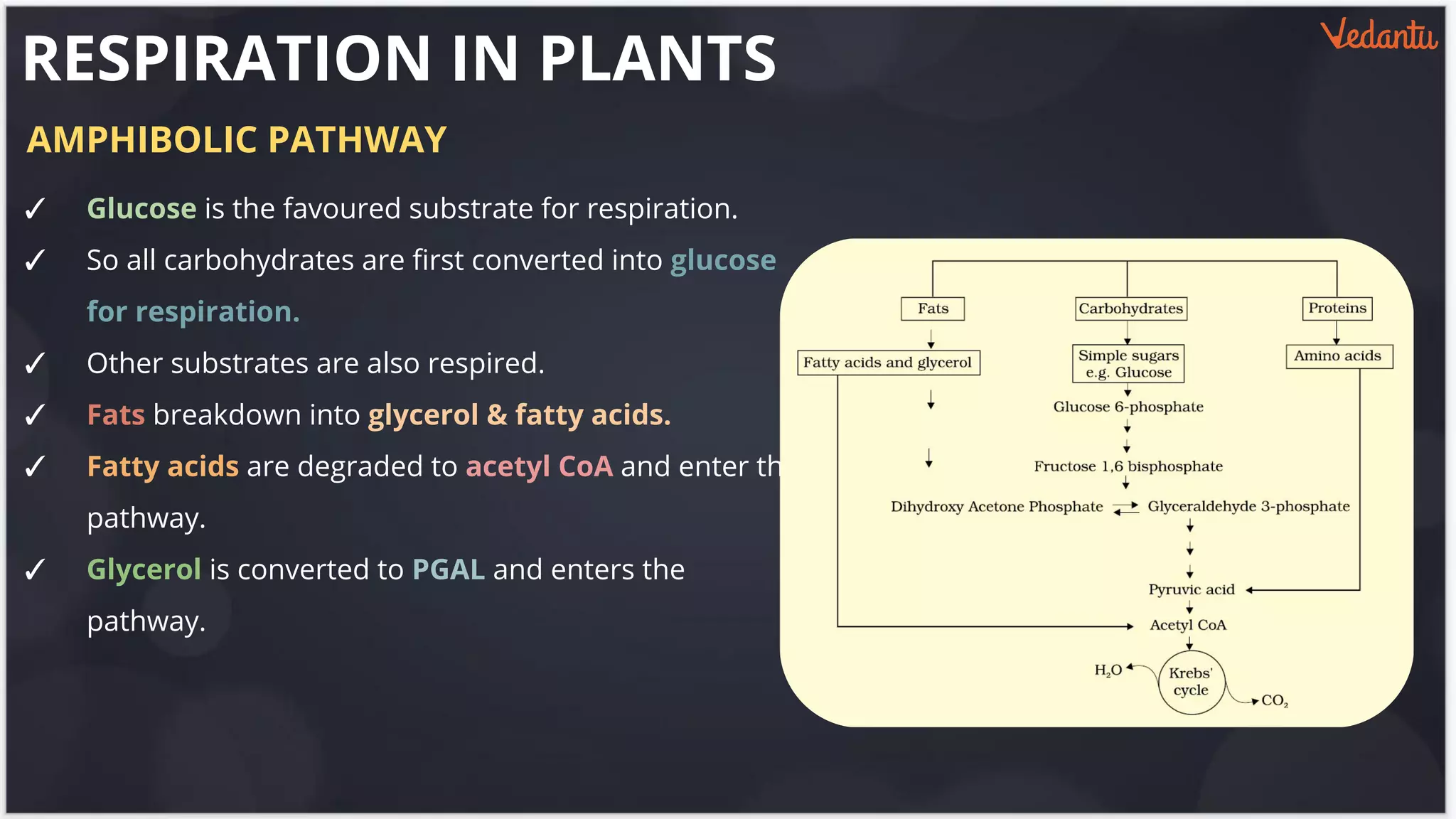 Respiration+in+Plants+Master+Copy.pdf