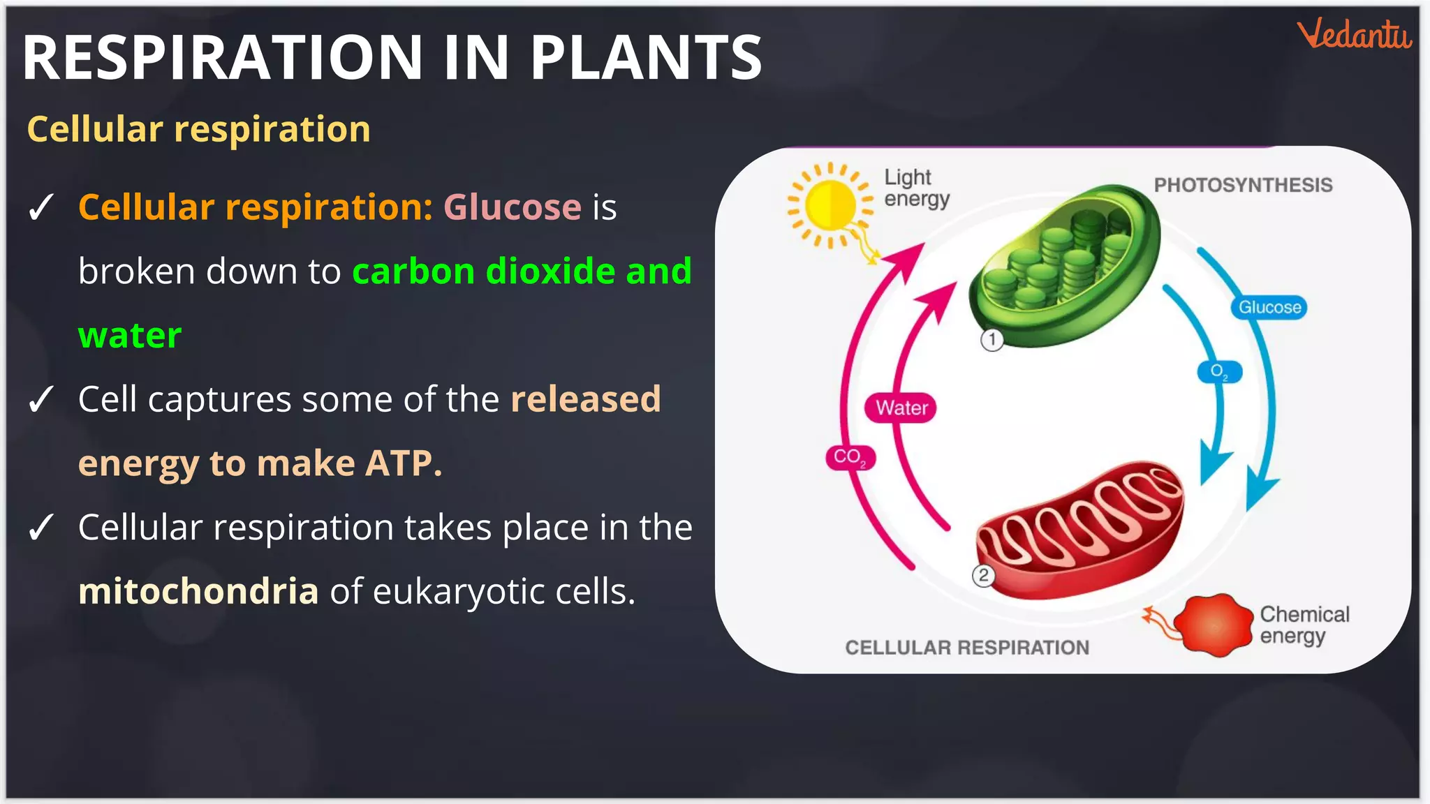 Respiration+in+Plants+Master+Copy.pdf