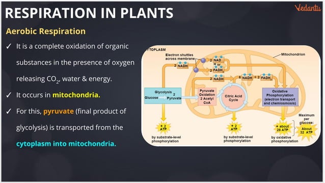 Respiration+in+Plants+Master+Copy.pdf